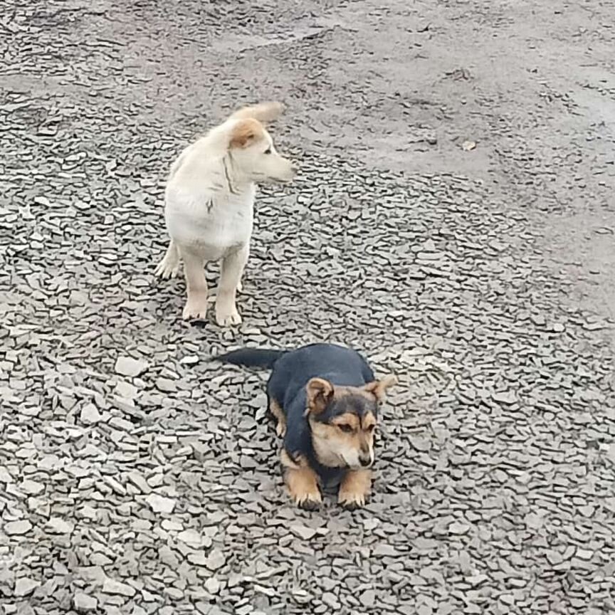 Собаки бесплатно в добрые руки