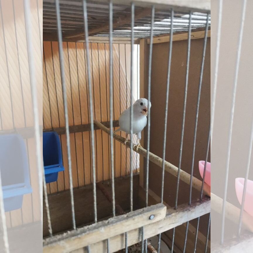 Канарейки овсяночного напева