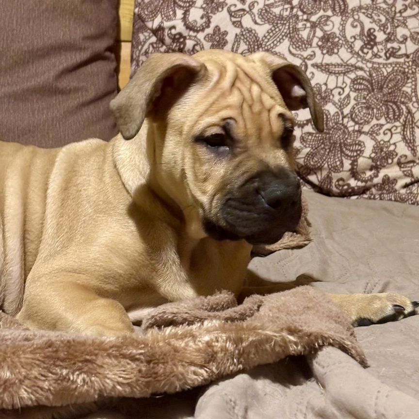 Ка де бо(мальчики)