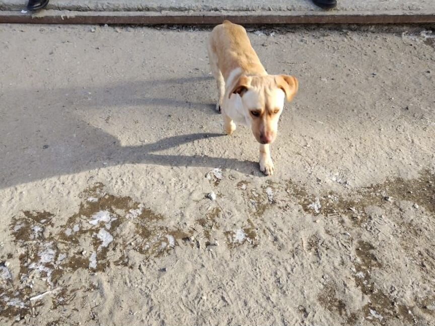 Чей пёс потеряшка