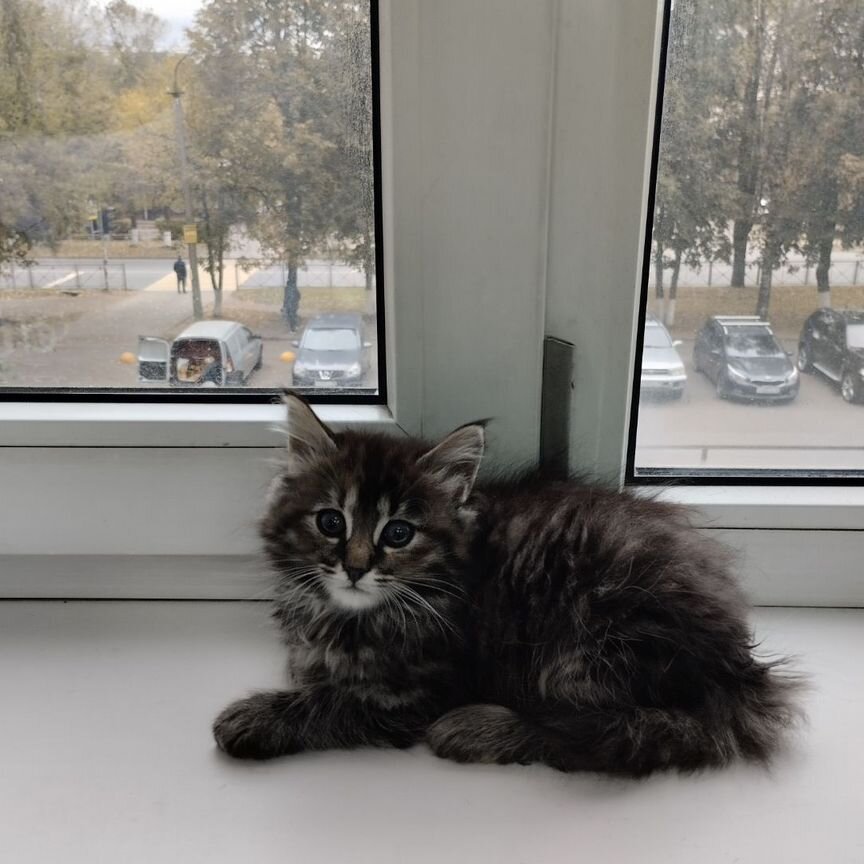 Котята замерзают в деревне