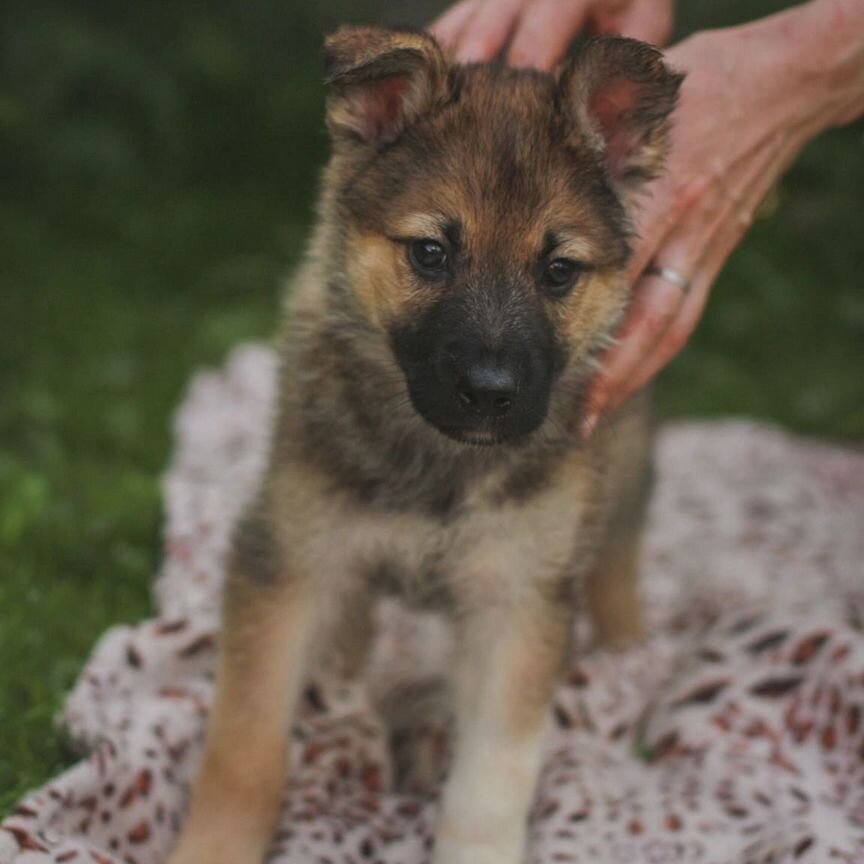 Корж ищет дом