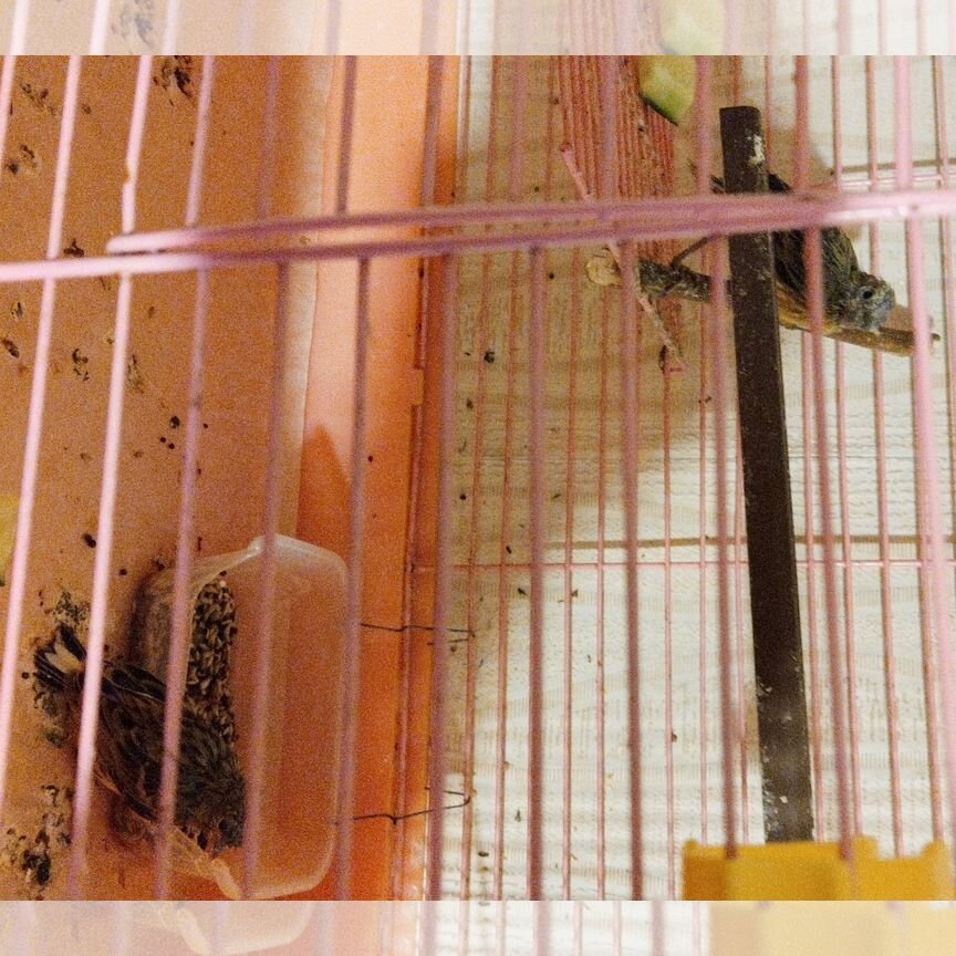 Кенар и канарейка