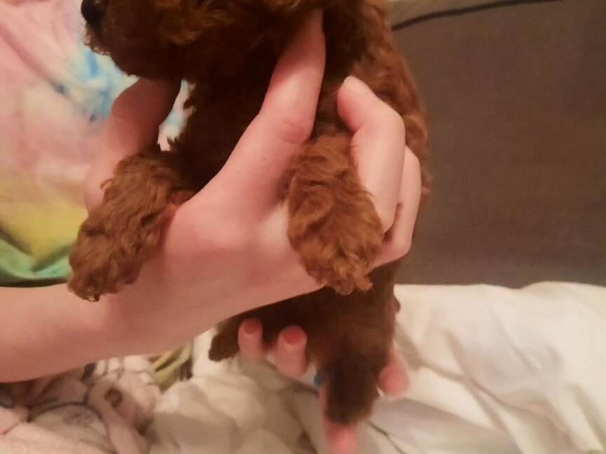 Щенок той пуделя ред braun