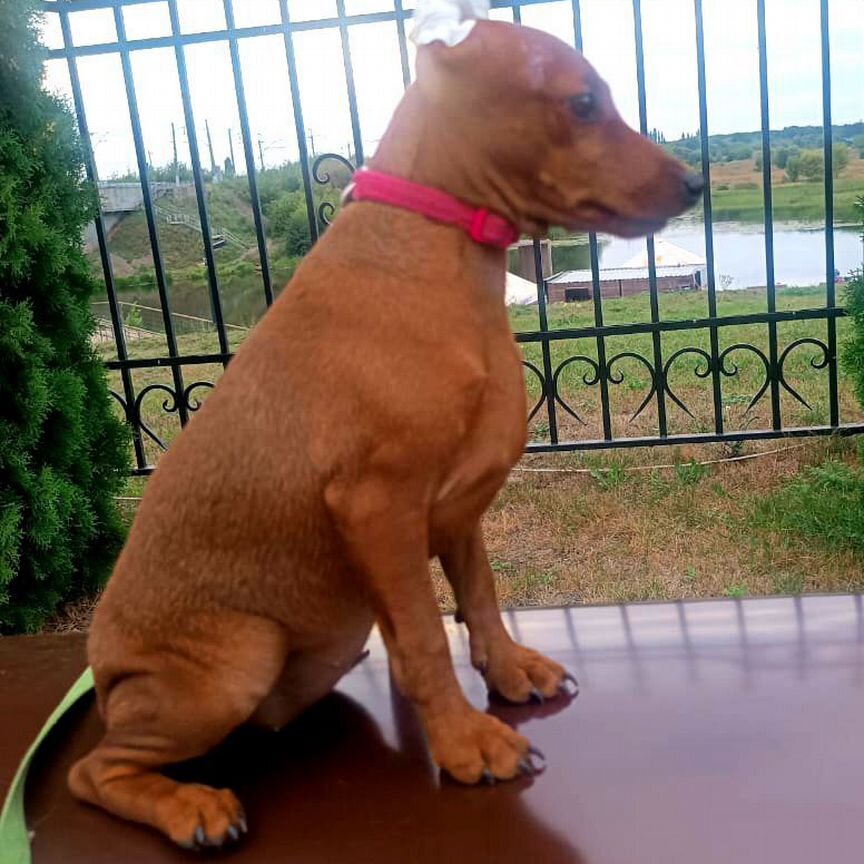 Щенки цвергпинчера