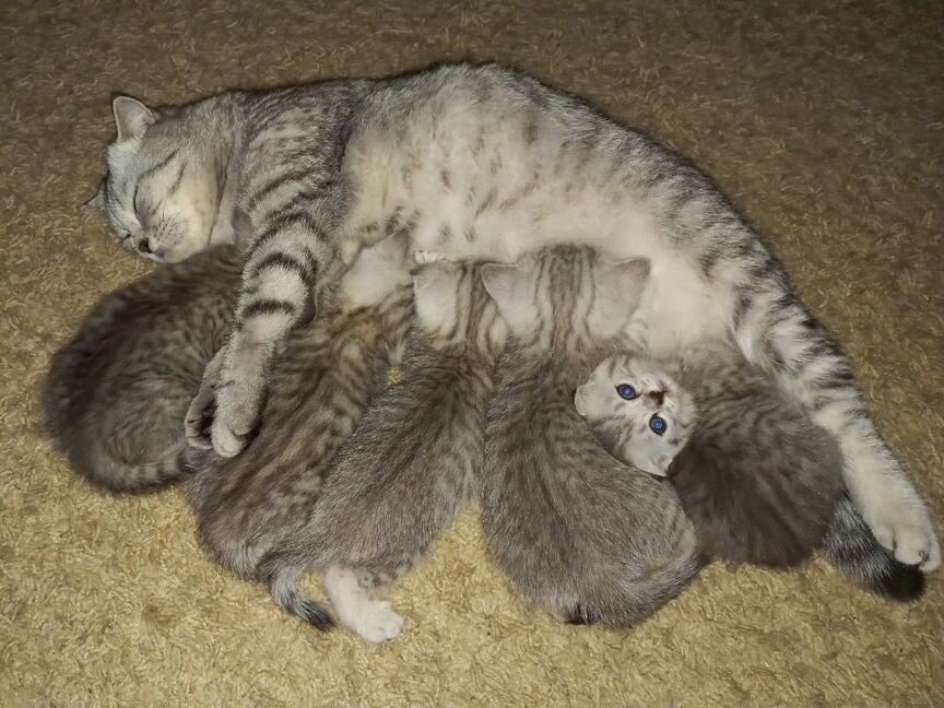 Британские котята