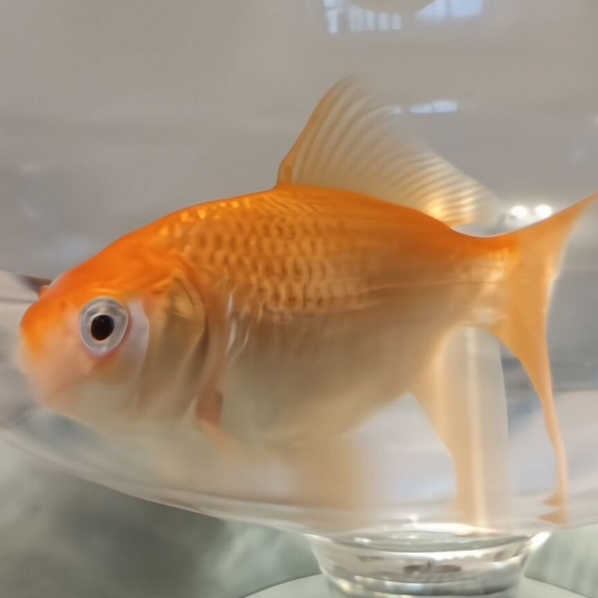 Золотая рыбка