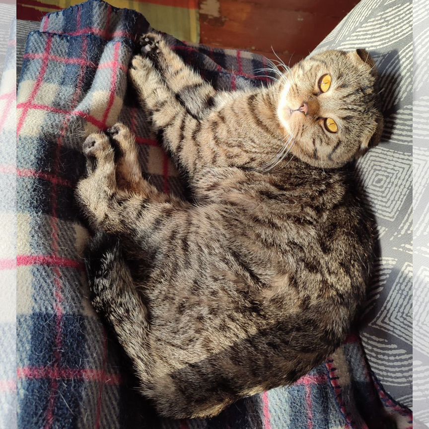 Шотландский вислоухий кот