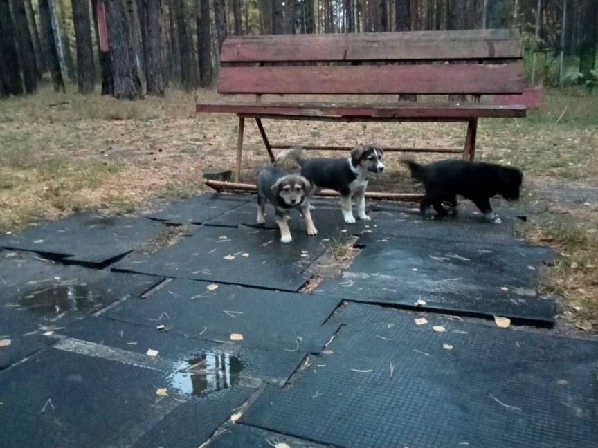Щенята мальчики