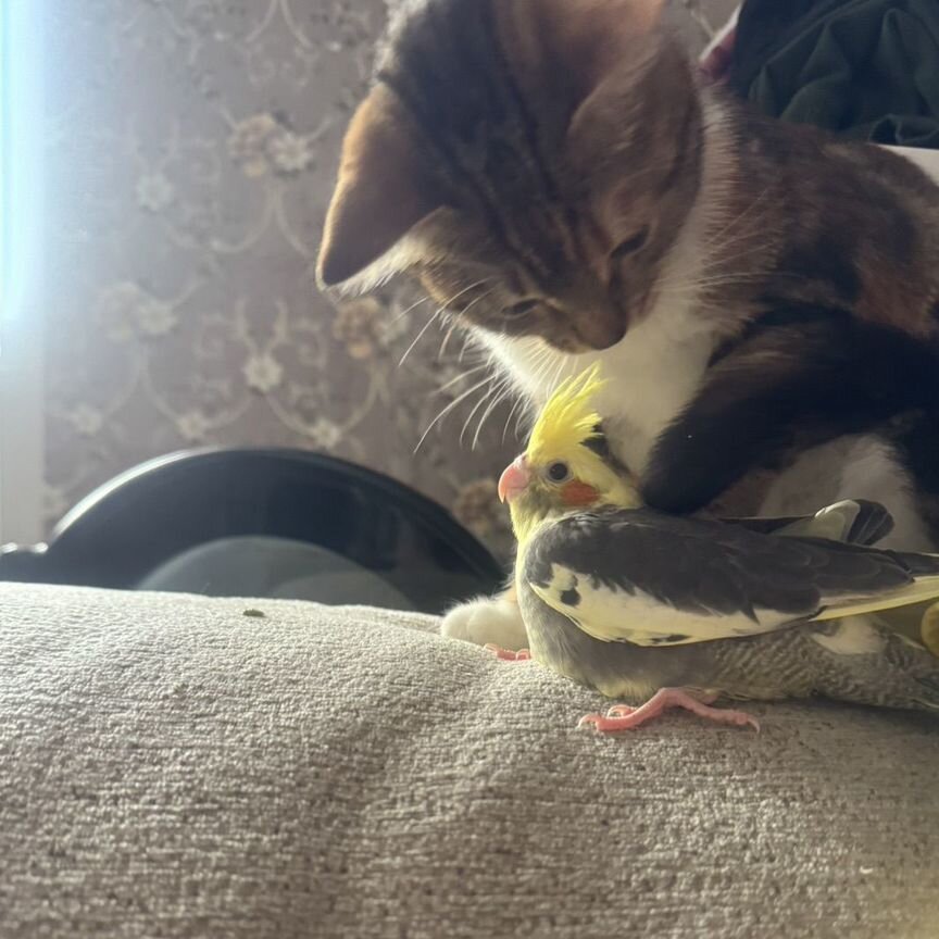 Попугай корелла ручной