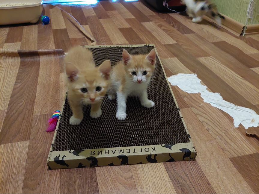 Рыжие котята Мальчики 1 месяц