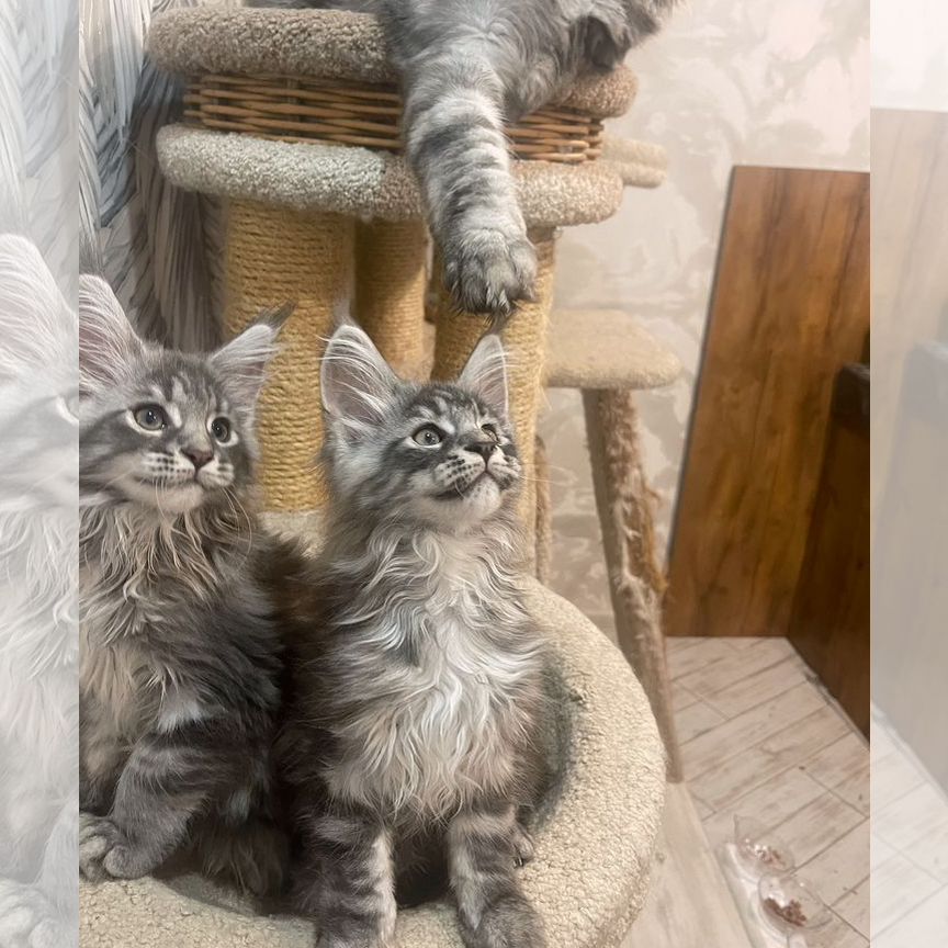 Клубные чистокровные котята породы мейн-кун