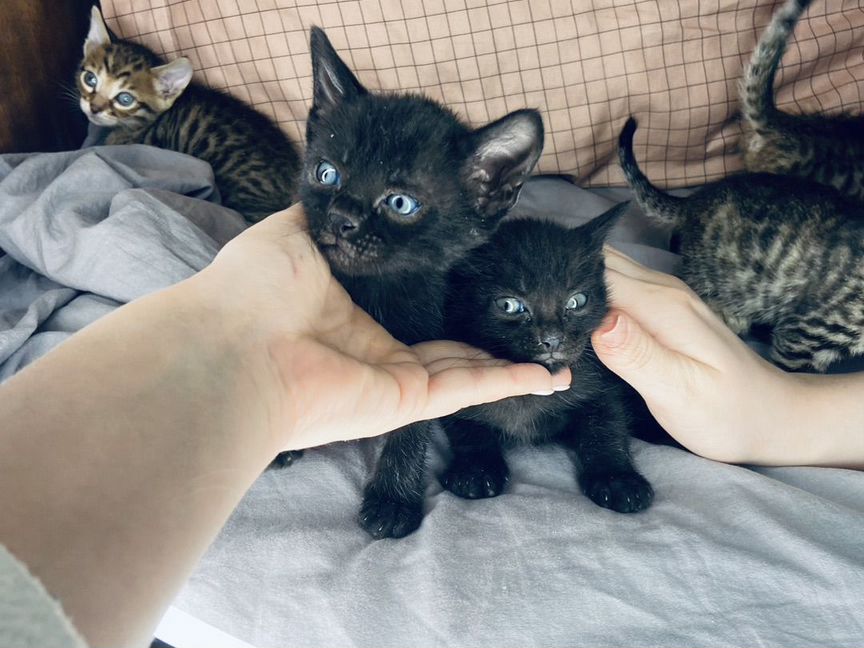 Бнгальские котята меланисты