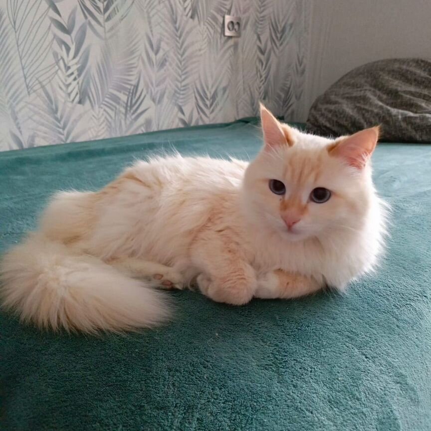 Кошка в хорошие руки