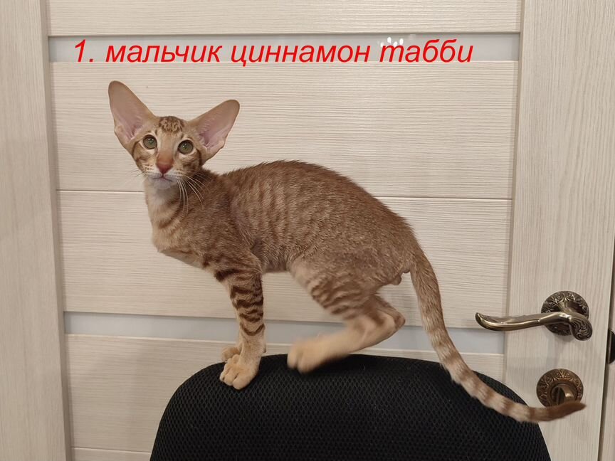 Ориентальные котята