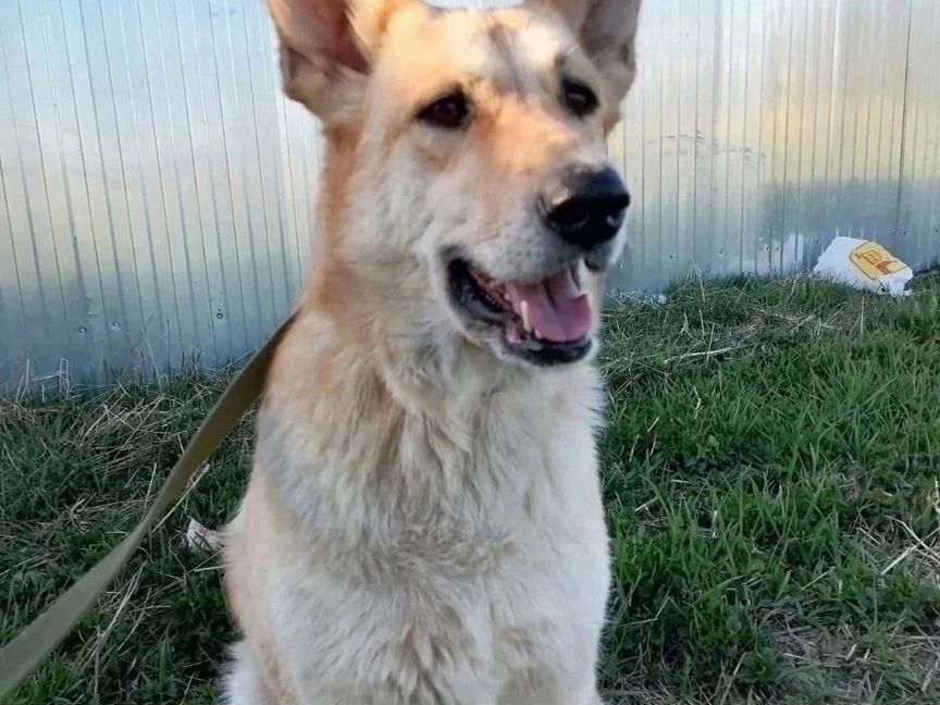 Отдам собаку в добрые руки