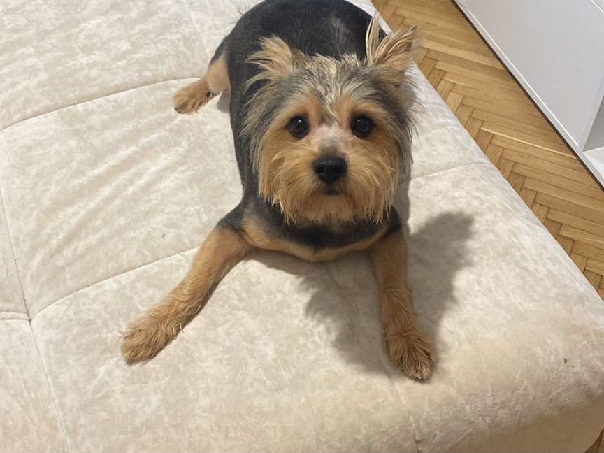 Йоркширский терьер