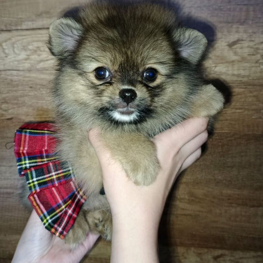 Щенки шпица
