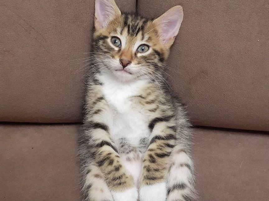Котята, метисы бенгала