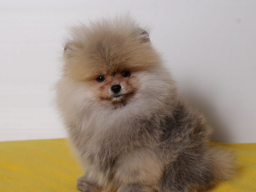 Померанский шпиц- супер мини