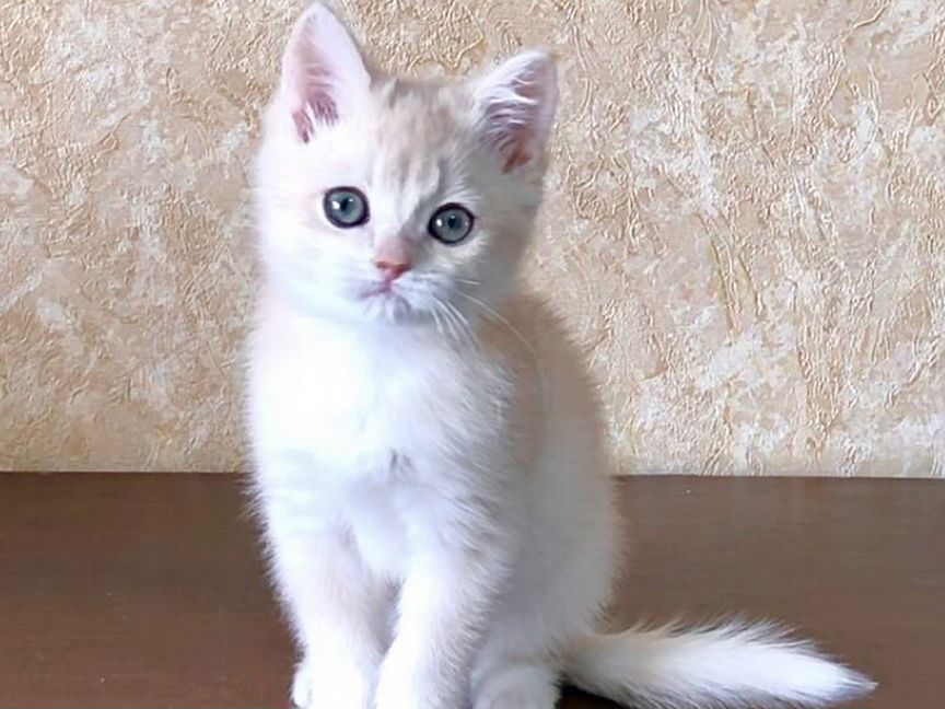 Британский котёнок Китти