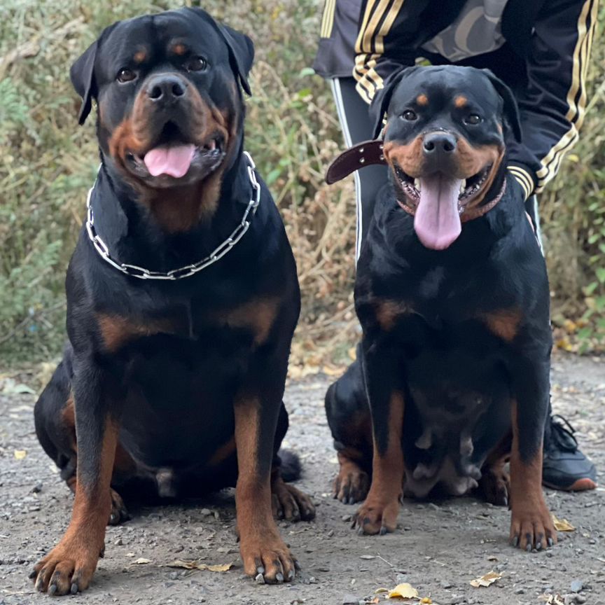 Щенки ратвеллера