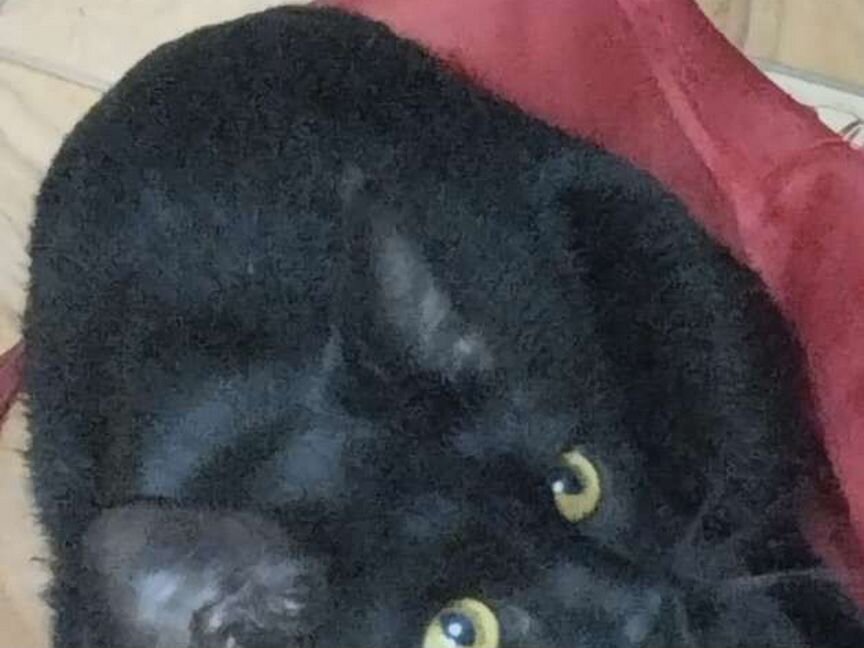 Красивый котёнок от домашней кошечки