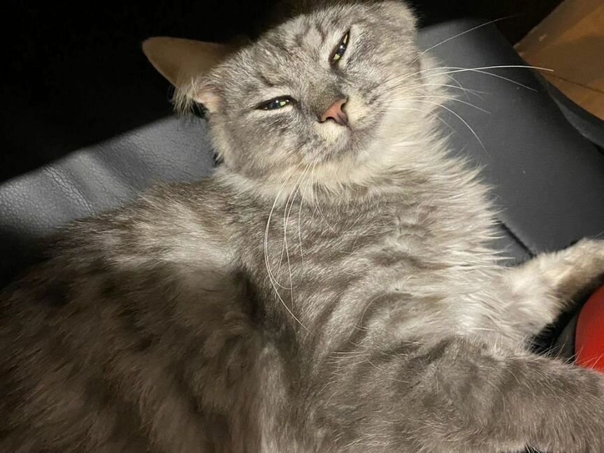 Кот Красавчик ищет свою семью