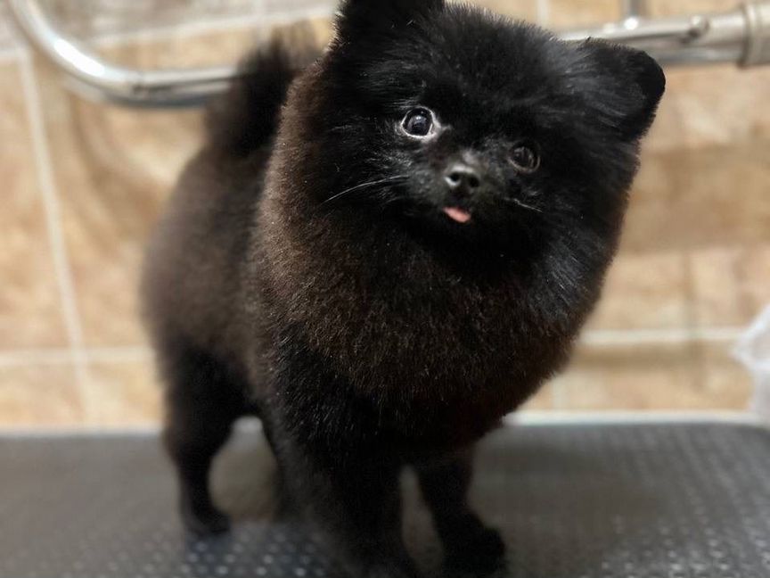 Померанский шпиц микро