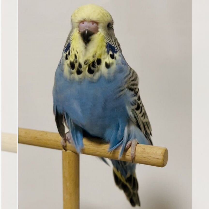 Выставочные волнистые попугаи чехи