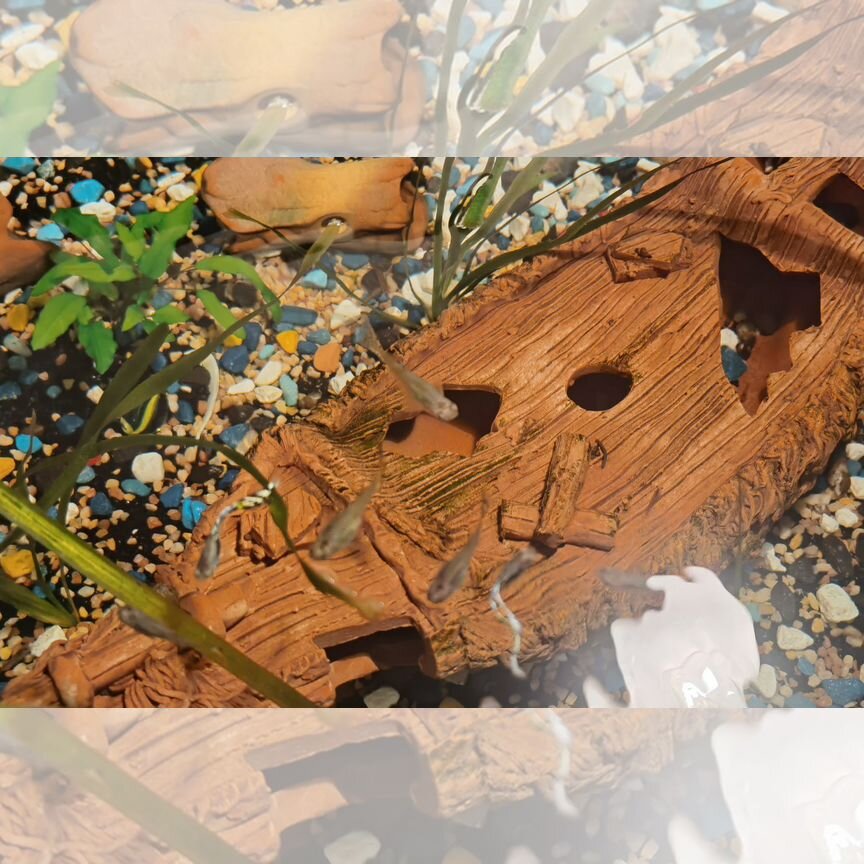 Мальки гуппи