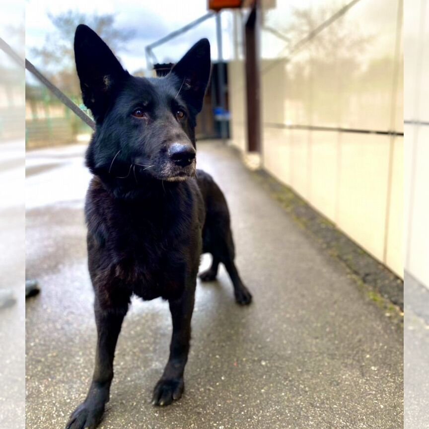 Собака в добрые руки немецкая овчарка