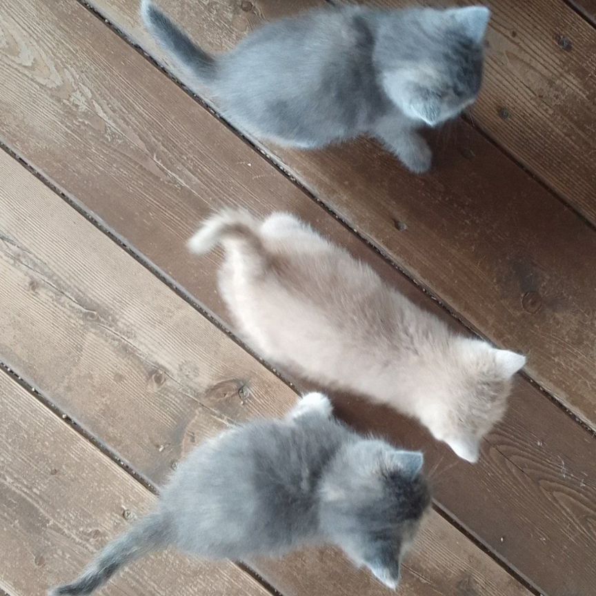 Котята в добрые руки