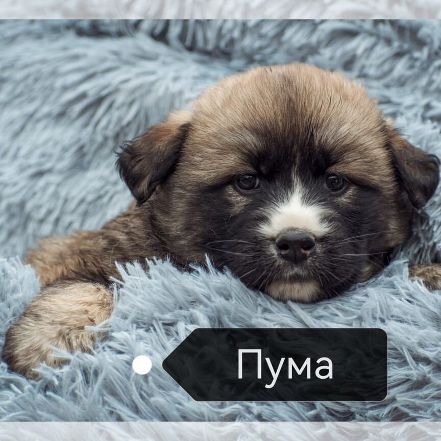 Щенок в добрые руки