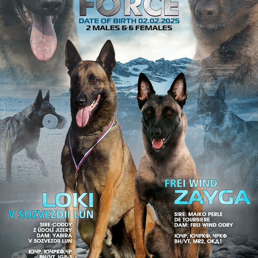 Щенки Малинуа