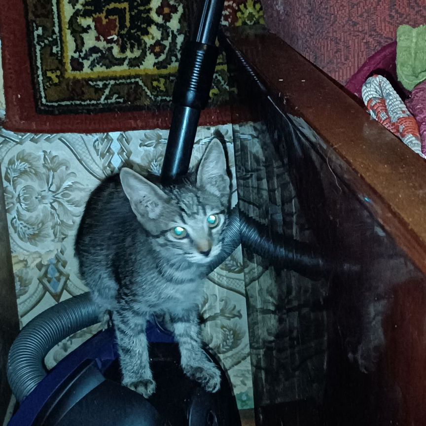 Котенок с большими ушами