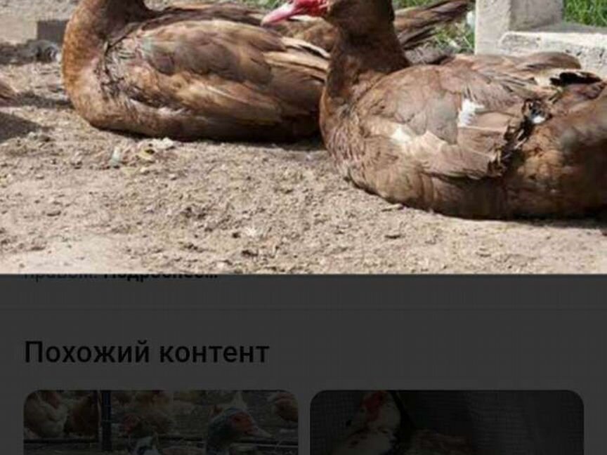 Продам индоуток