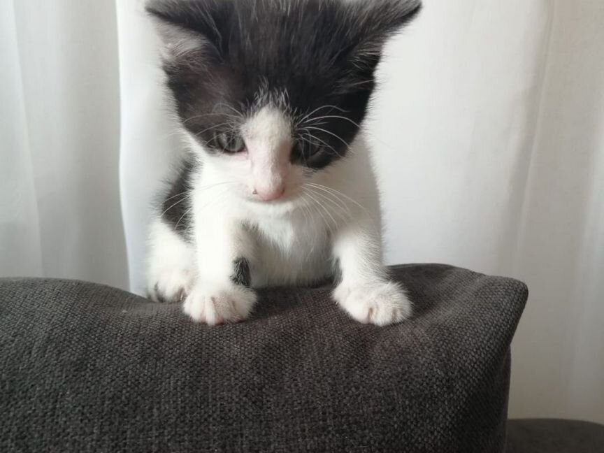 Котята в добрые руки 2.5 месяцев