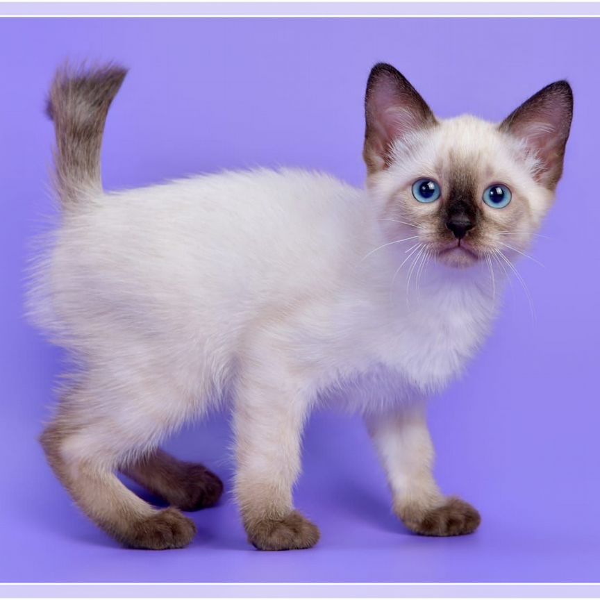 Котята меконгские бобтейлы