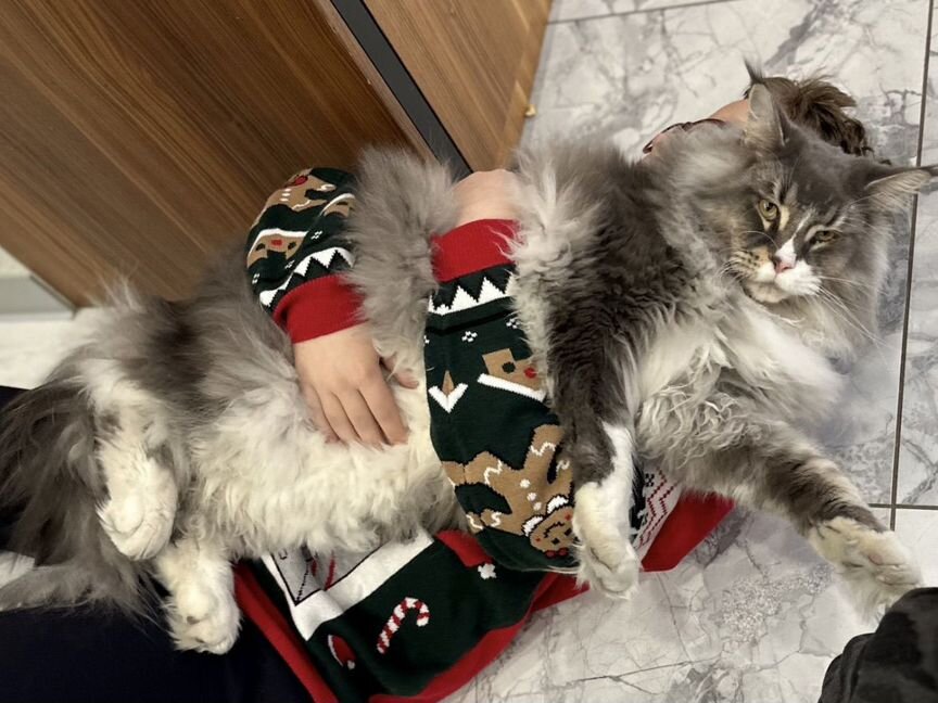 Мейн-кун в добрые руки бесплатно
