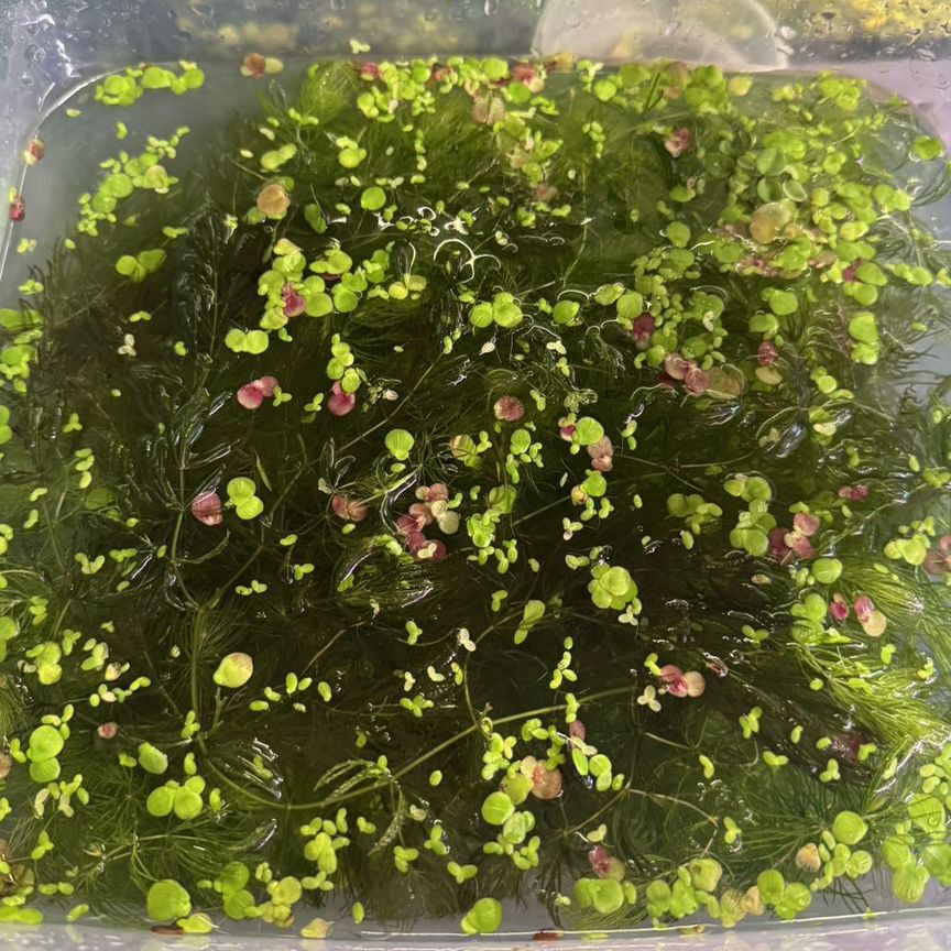 Роголистник