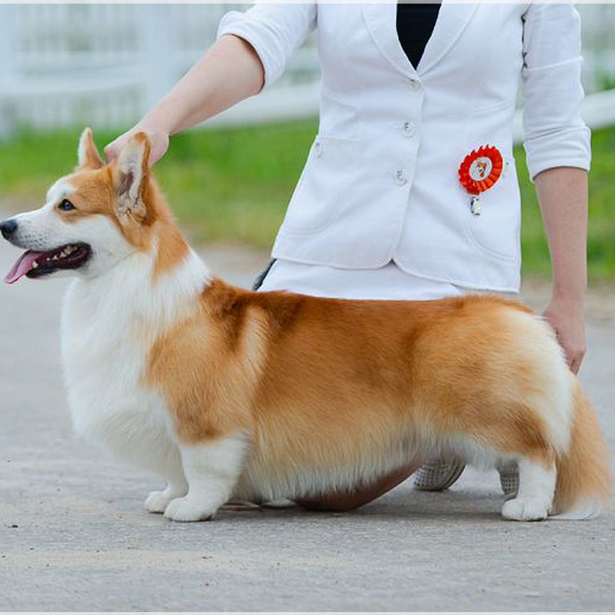 Вельш Корги Пемброк, вязка