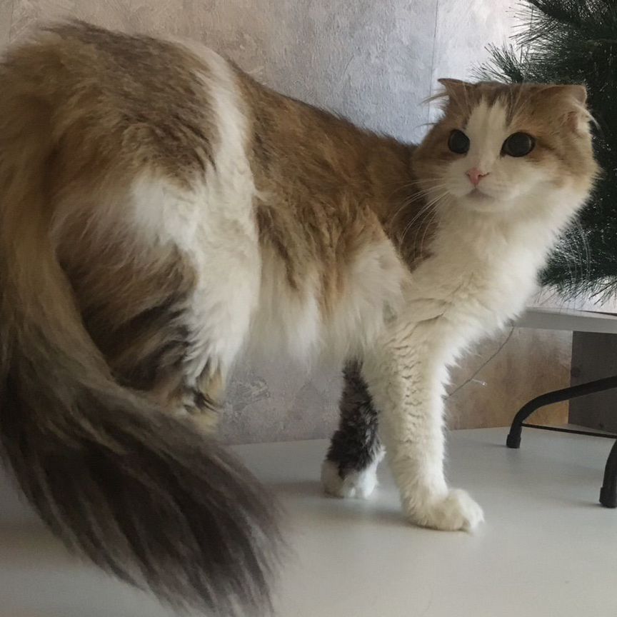 Кошка