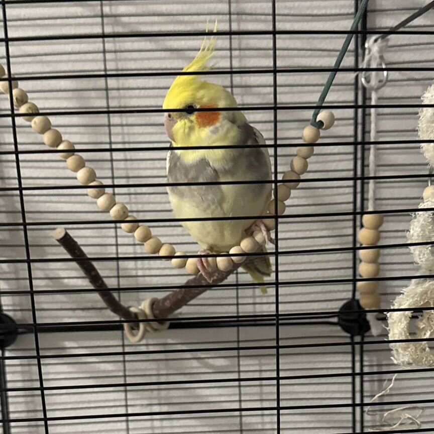 Попугай Корелла