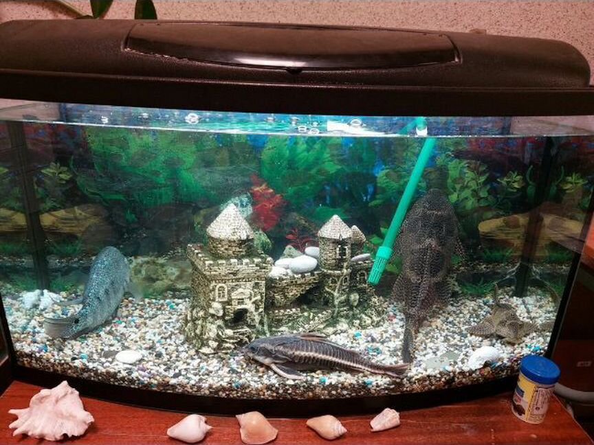 Аквариум рыбки и приданное