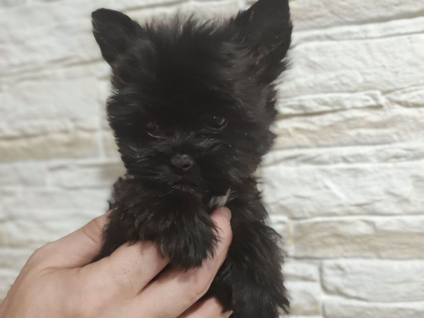 Щенки цветного йорка