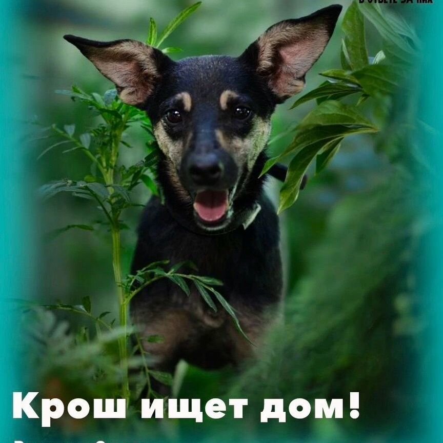 Маленький песик