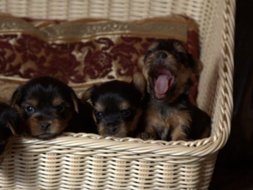 Йоркширский терьер мини