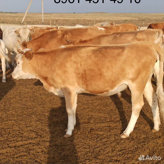 Бычки телята