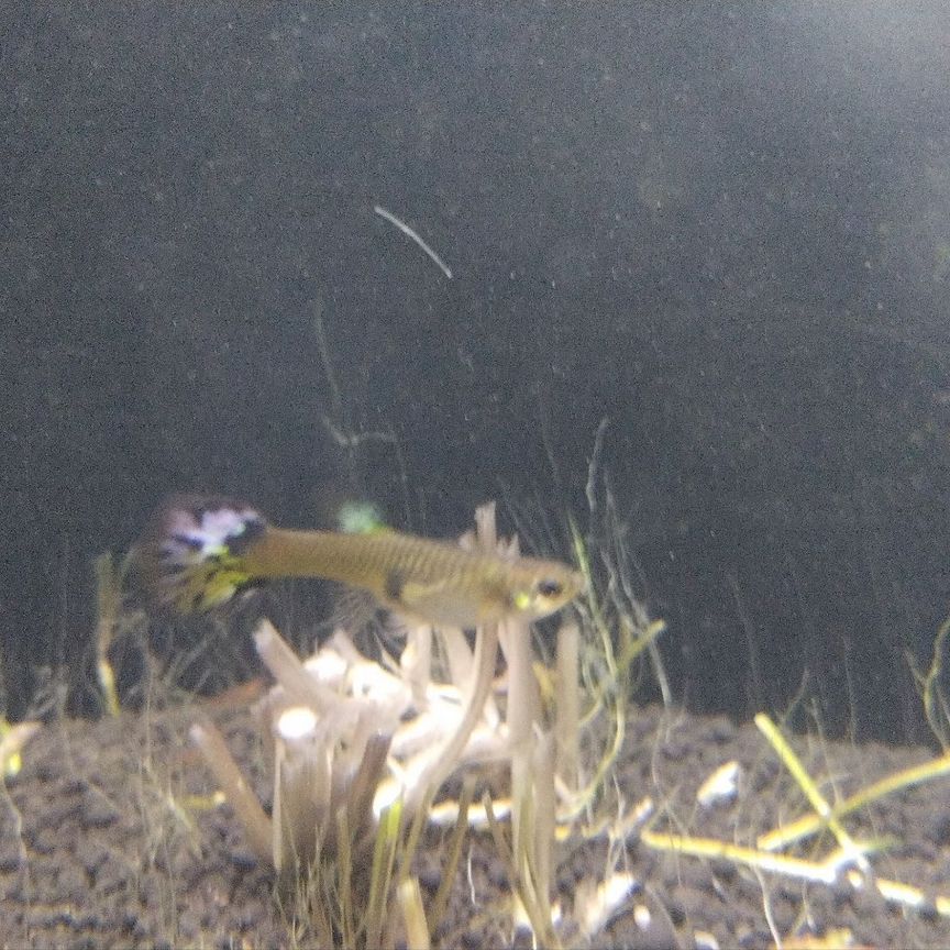 Гуппи и креветки-вишни